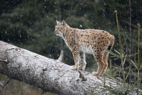 Ecology and behaviour | The Missing Lynx Project