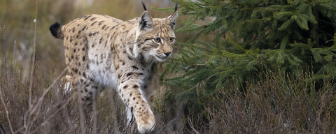 New research shows Northerners and people of Scottish borders support ...