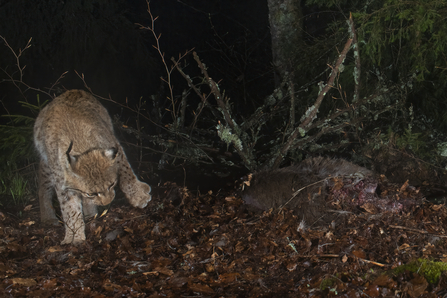 Ecology and behaviour | The Missing Lynx Project